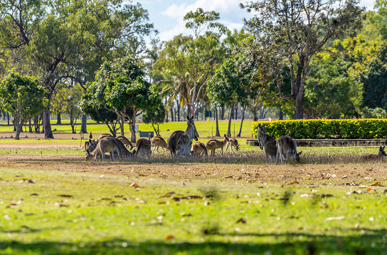 Location | Thyme Mareeba