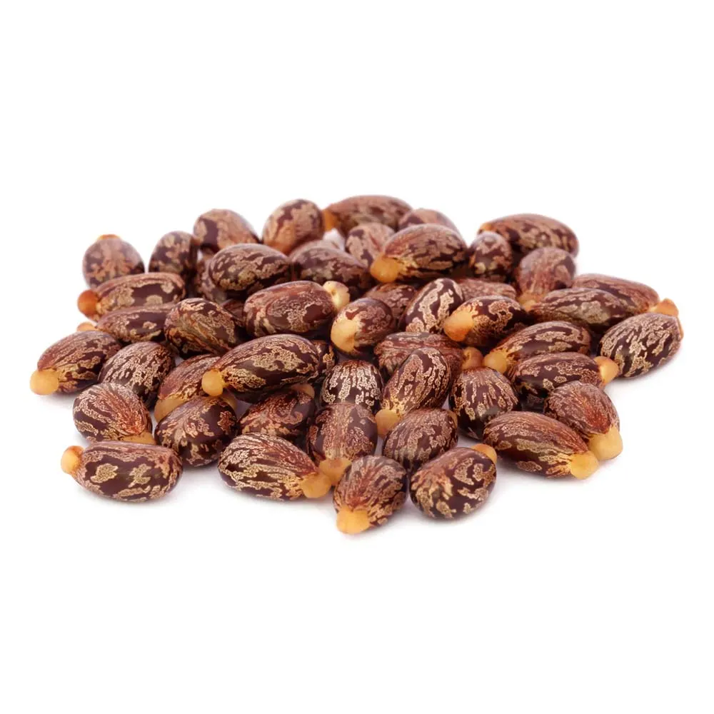 Castor Seed - Satva Industries