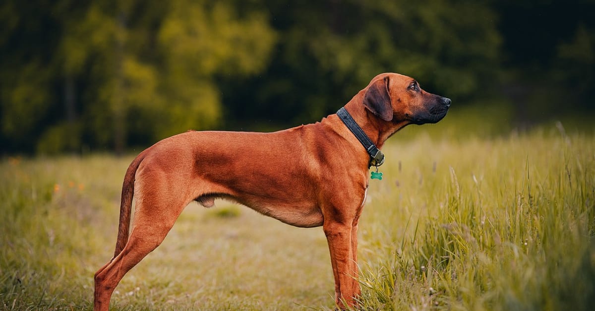 Rhodesian Ridgeback - Dog Breed Information - whatdog