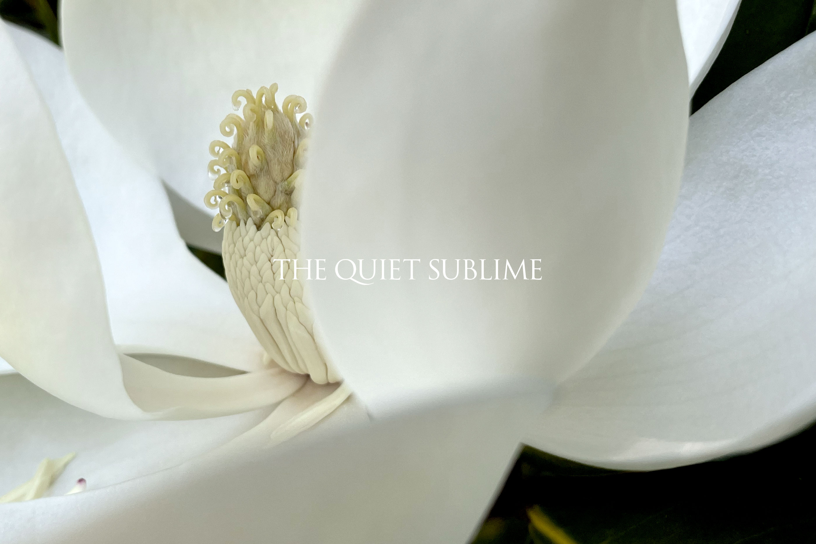 Malvern Collective, Melbourne - Claire Skinner