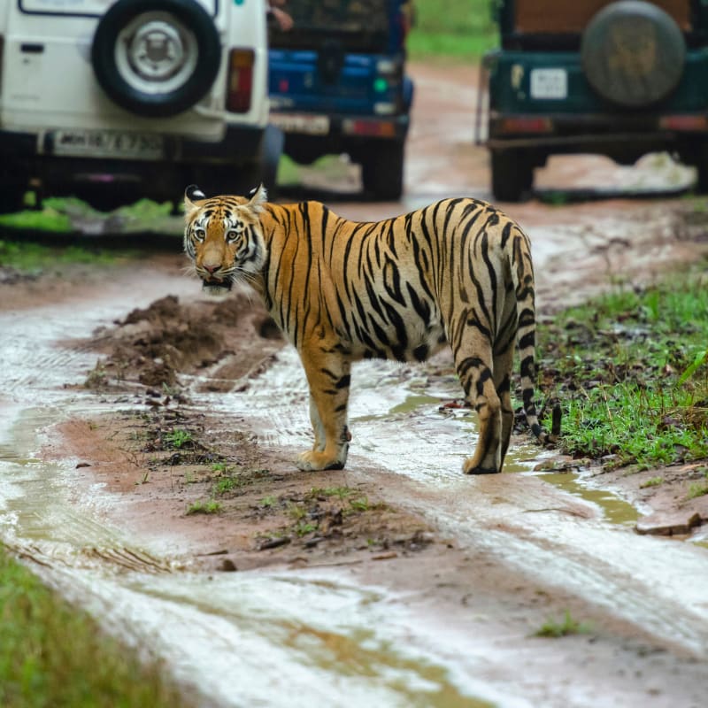 Tadoba - Safari Lab | Tiger Safari in India | Wildlife Tour Packages
