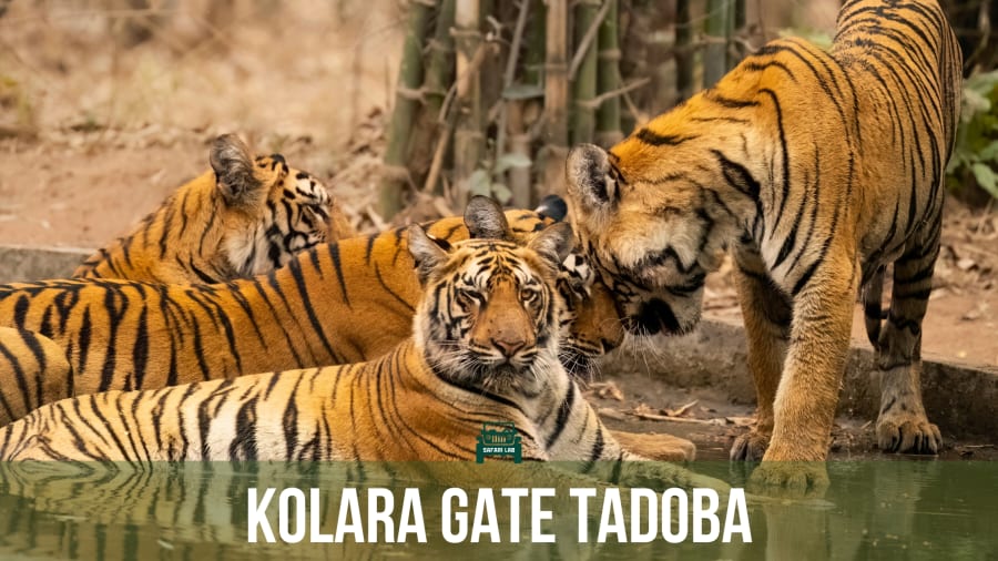 Kolara Gate Tadoba - The Underrated Beauty - Safari Lab | Tiger Safari ...