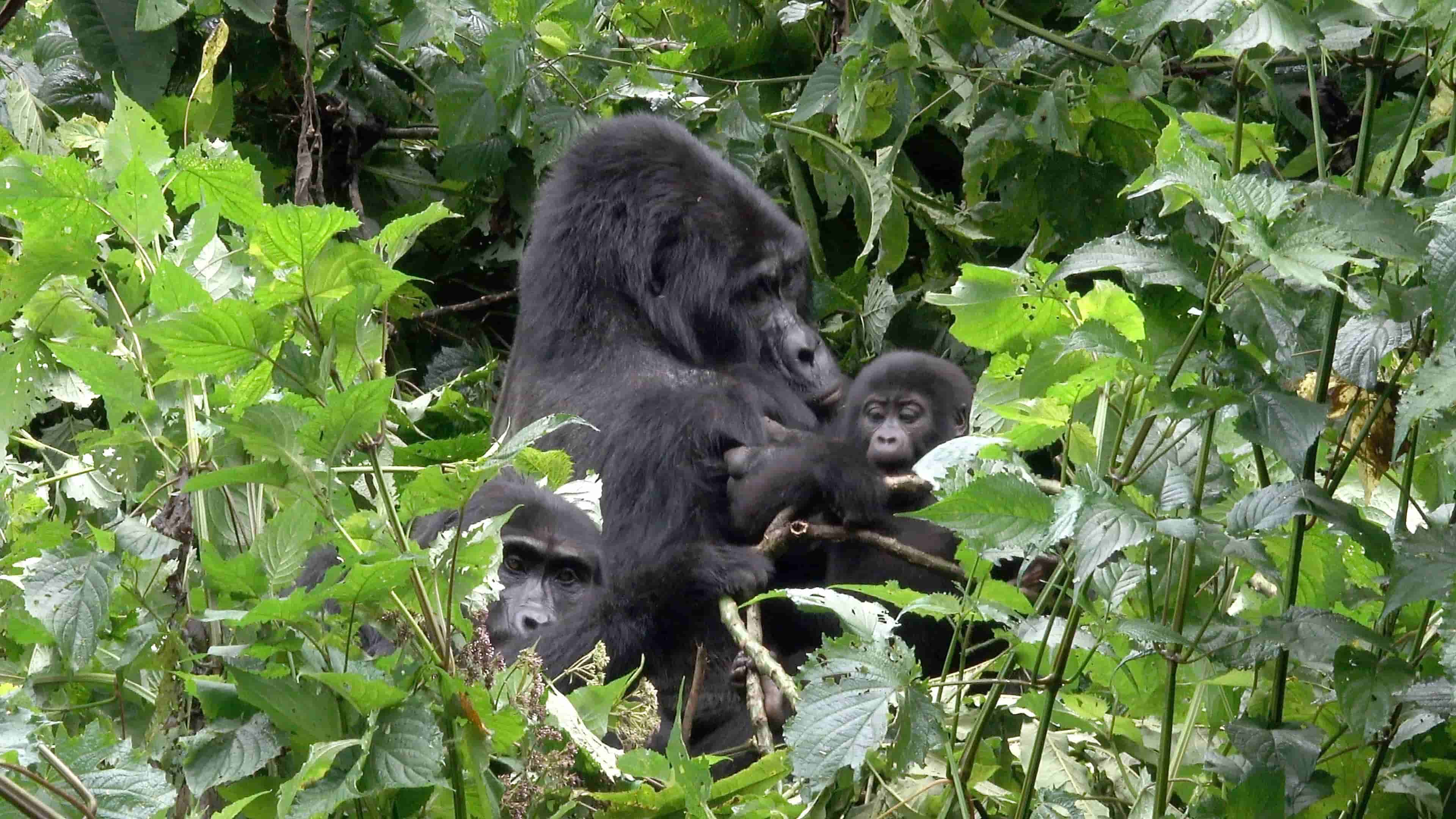 LUSH KIGALI SUMMER ESCAPE | Book Cheap Flights around the world ...
