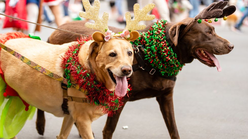 20 Ways to Spread Holiday Cheer in Your Community | Resi