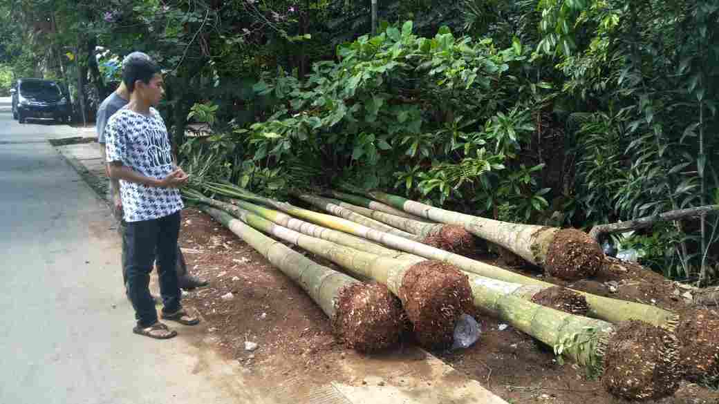 Jual Jual pohon palem raja murah 081292127731 | Lutfiflora | LUTFIFLORA