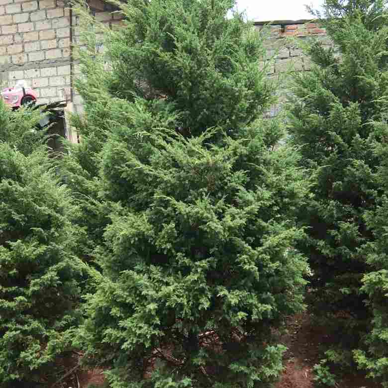 Jual Jual pohon cemara pua pua.afrika 081292127731 | Lutfiflora ...