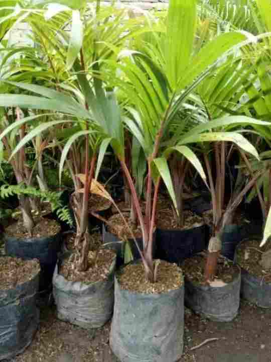 Jual Jual pohon palem botol 081292127731 | Lutfiflora | LUTFIFLORA