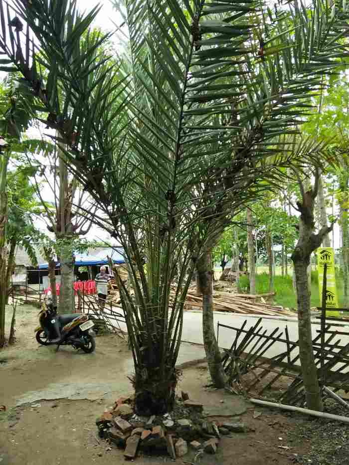 Jual Jual pohon sepatu dea 081292127731 | Lutfiflora | LUTFIFLORA