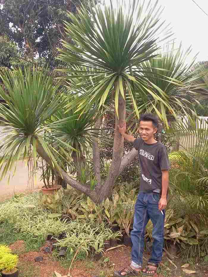 Jual Jual pohon bintaro.dll 081292127731 | Lutfiflora | LUTFIFLORA