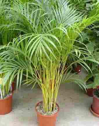Jual Jual pohon palem kuning 081292127731 | Lutfiflora | LUTFIFLORA