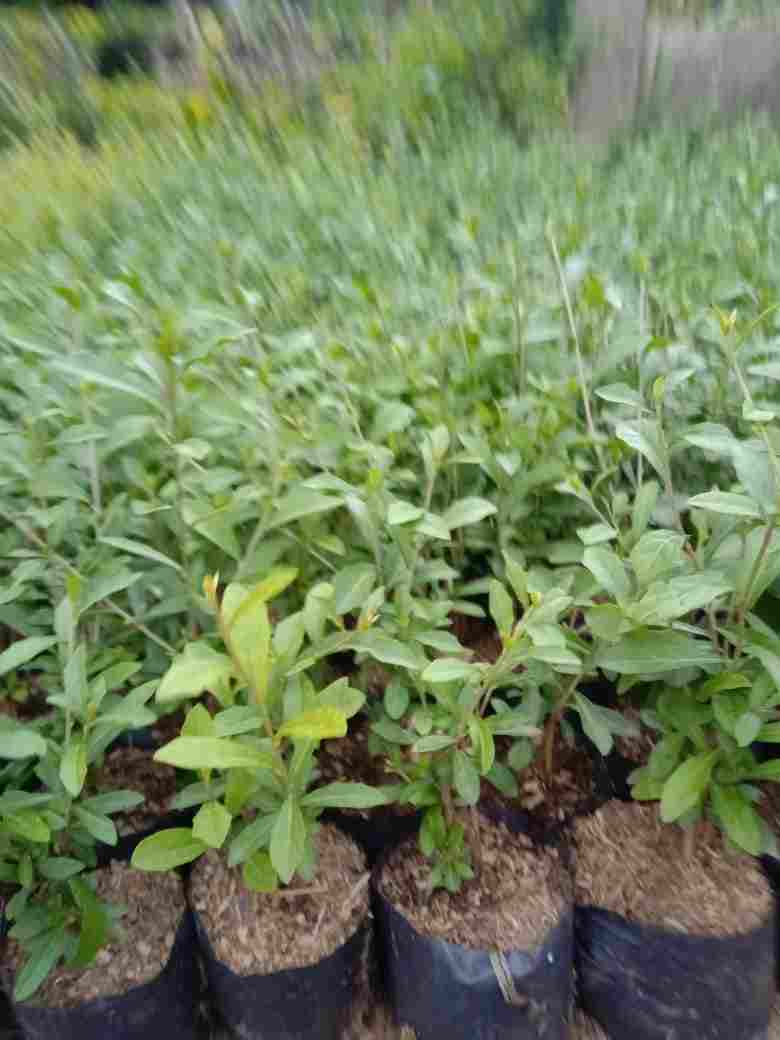 Jual Jual pohon li kuan yu.li kwan yew.lee kuan yew.dll 081292127731 ...