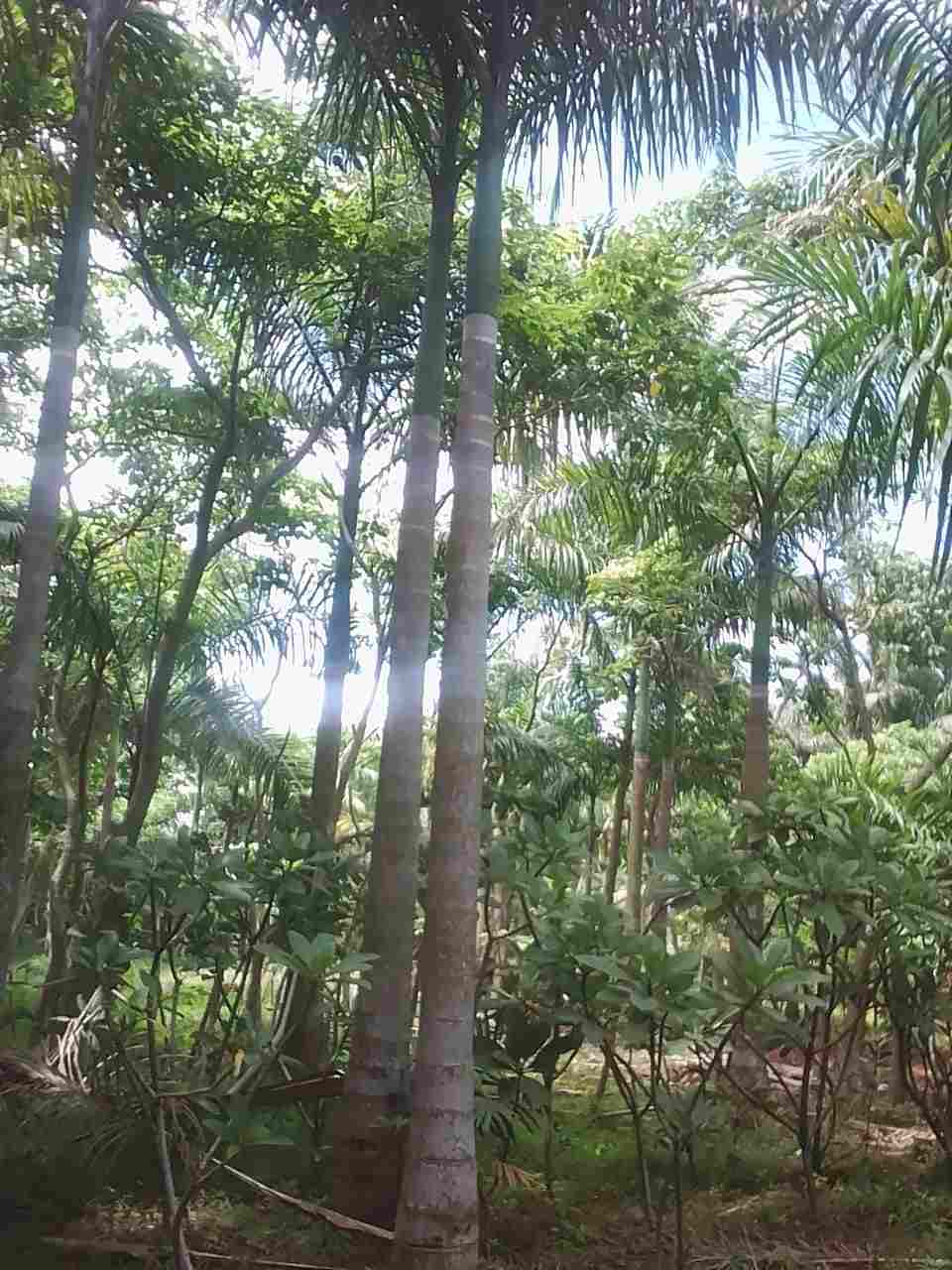 Jual Jual pohon palem raja 081292127731 | Lutfiflora | LUTFIFLORA