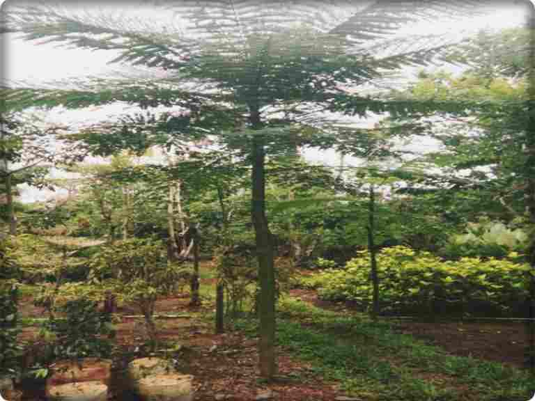 Jual Jual pohon solobium.parahyba.dll 081292127731 | Lutfiflora ...