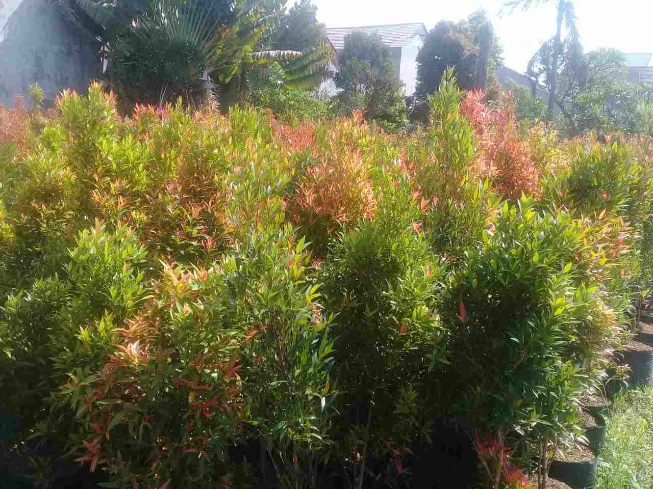 Jual Jual bibit pucuk merah murah.dll 081292127731 | Lutfiflora ...