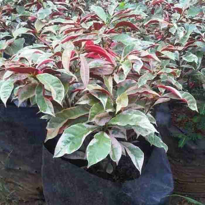 Jual Jual pohon sepatu dea 081292127731 | Lutfiflora | LUTFIFLORA