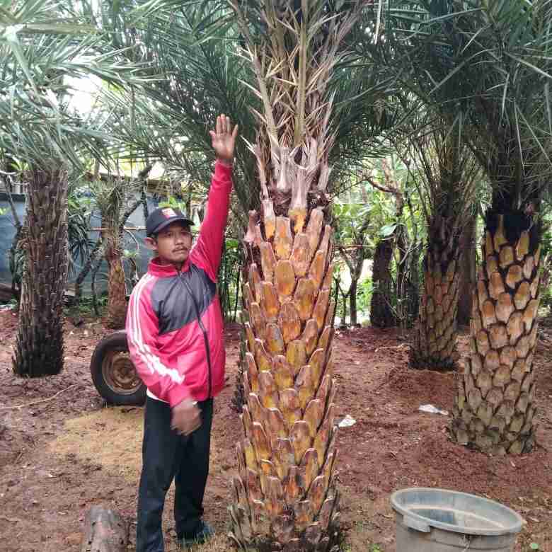 081292127731 Tukang Taman Dan Jual Tanaman Hias Dan Pohon Pelindung ...