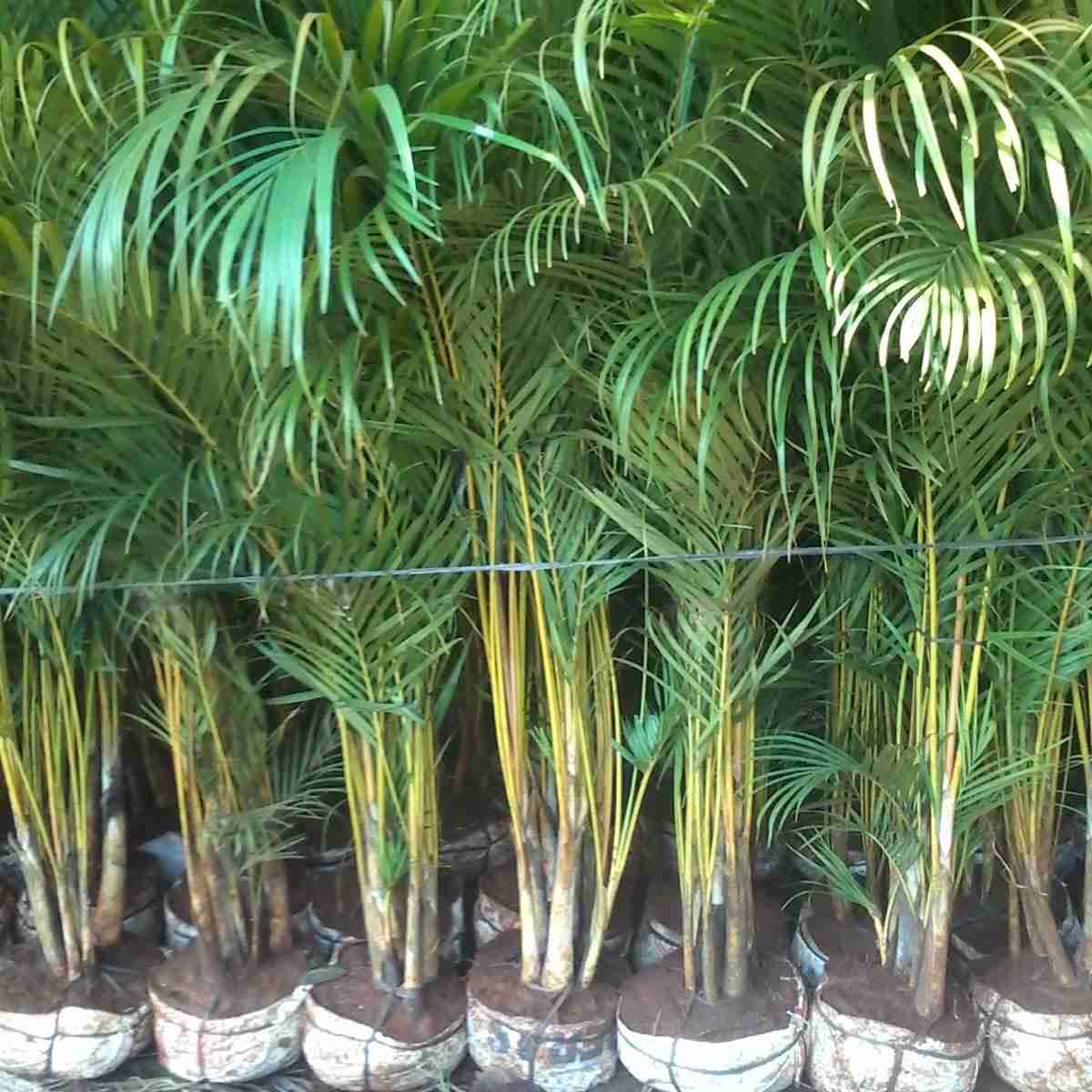 Jual Jual palem kuning dll 081292127731 | | UKM2ONLINE