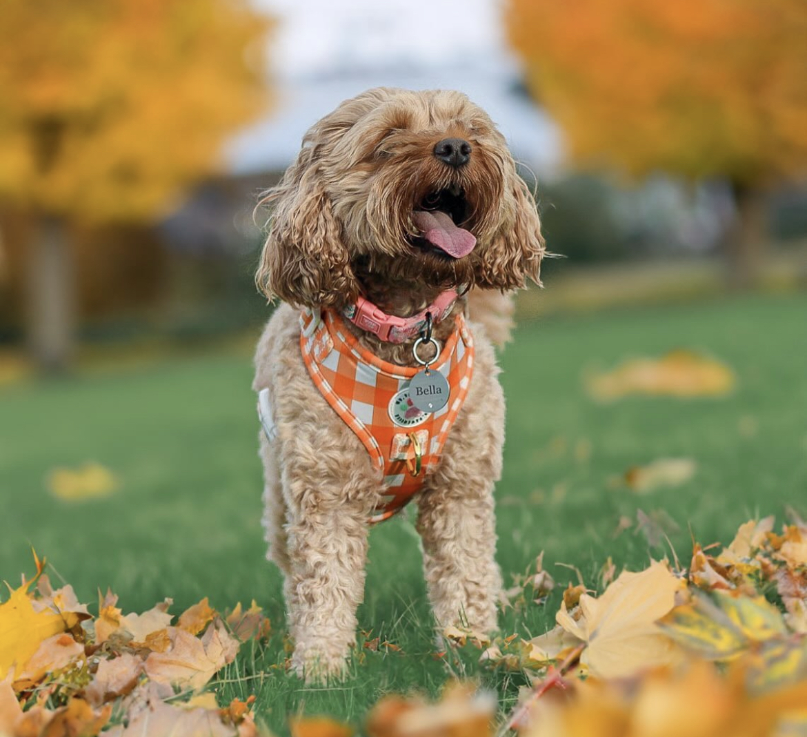 Cavapoo Breed Guide: Temperament, Training Grooming & Nutrition ...
