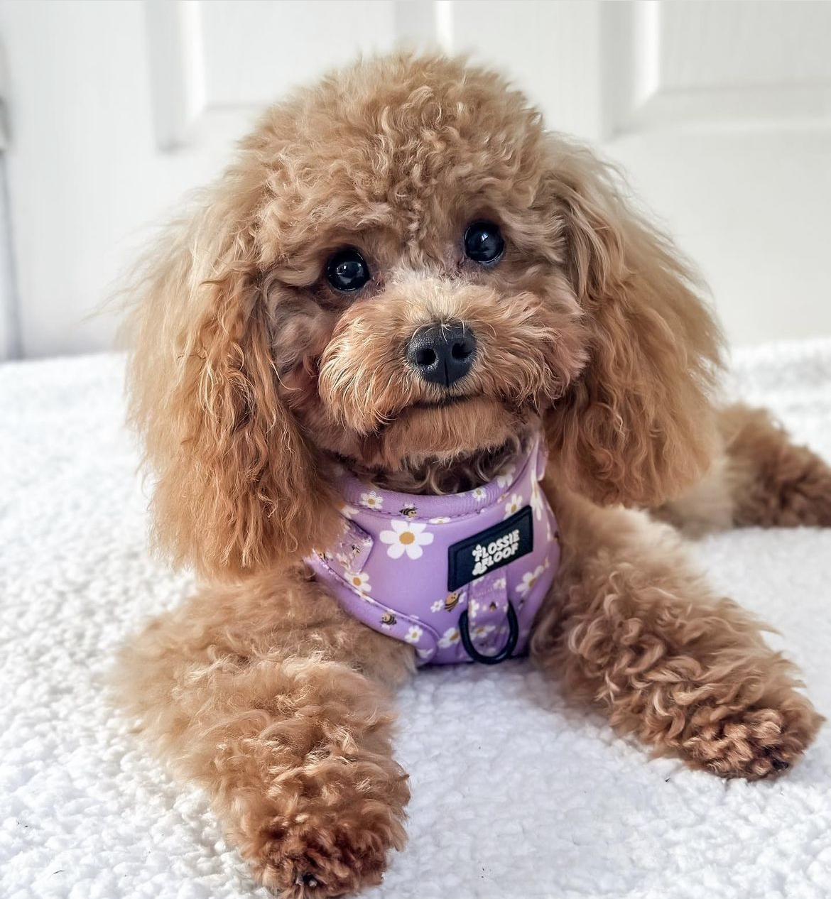Cavapoo Breed Guide: Temperament, Training Grooming & Nutrition ...