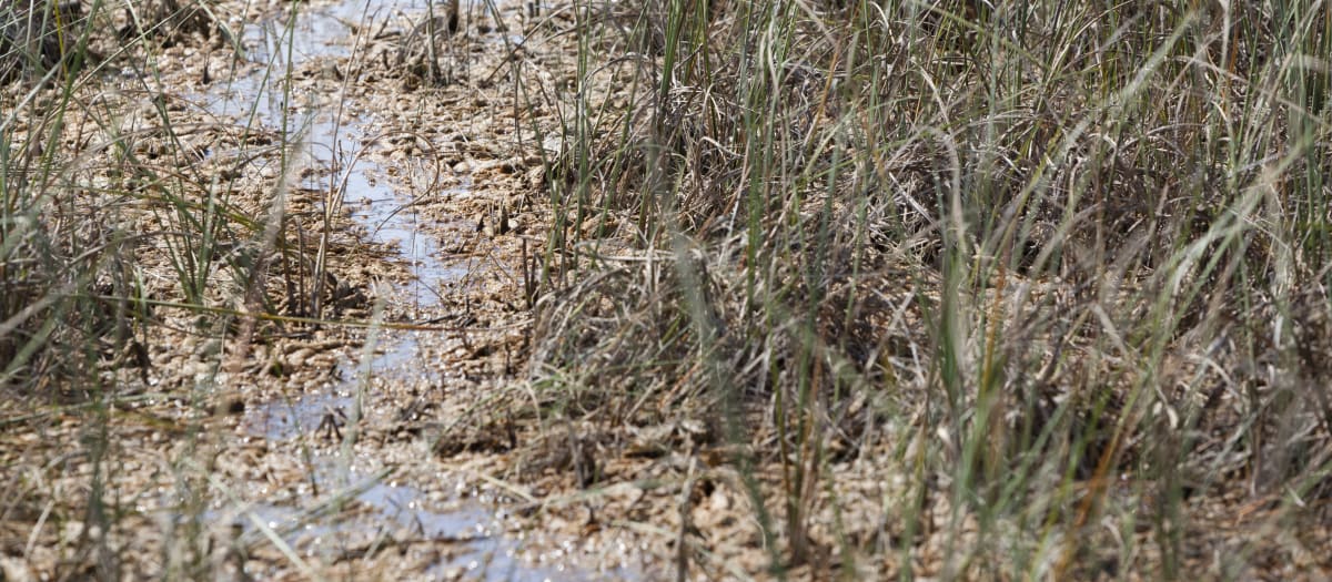Algae give clues into Everglades restoration success | FIU News ...