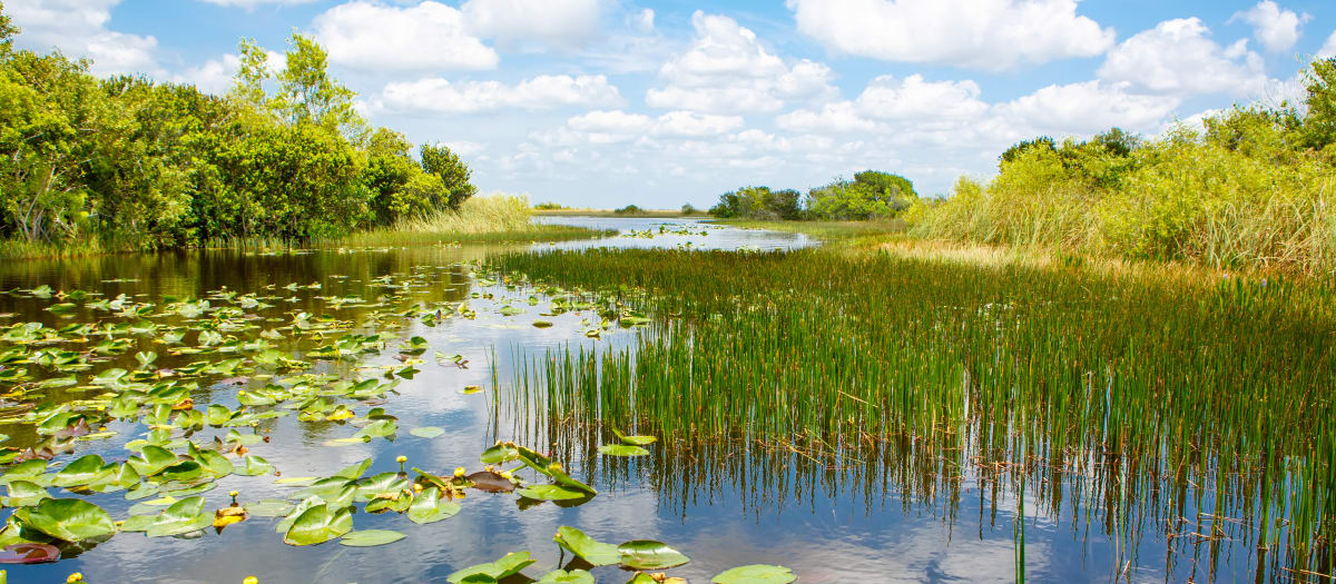 The Everglades remember | FIU News - Florida International University