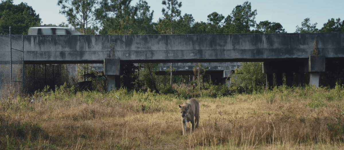 How restoring the Everglades can save the Florida panther and our home ...