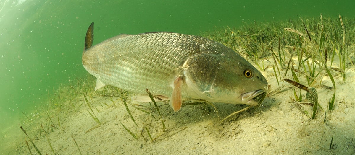 Pharmaceuticals found in Florida redfish | FIU News - Florida ...