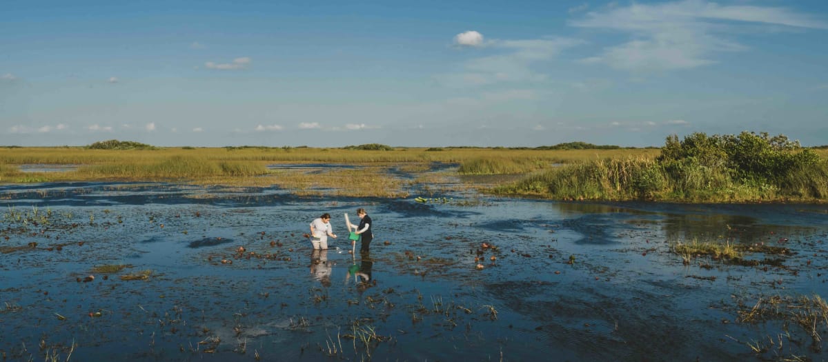 FIU gets $6.375 million renewal from NSF for Everglades research | FIU ...