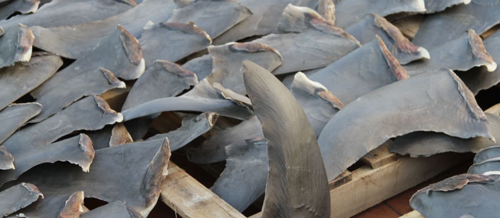 Fins from endangered hammerhead sharks in Hong Kong market traced ...