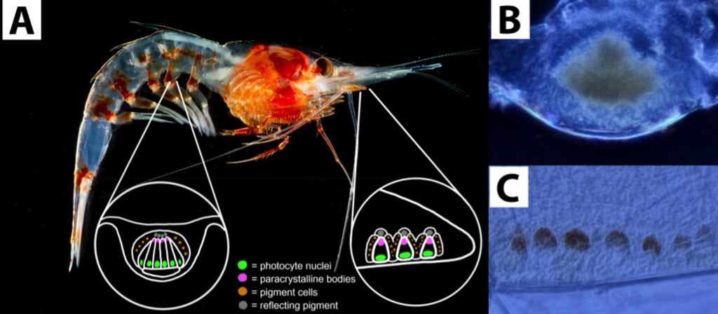 Deep-sea shrimp are covered in organs that see light | FIU News ...