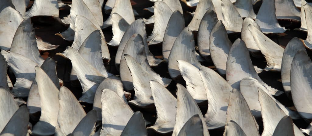 Two-thirds of species in global shark fin trade at risk of extinction ...