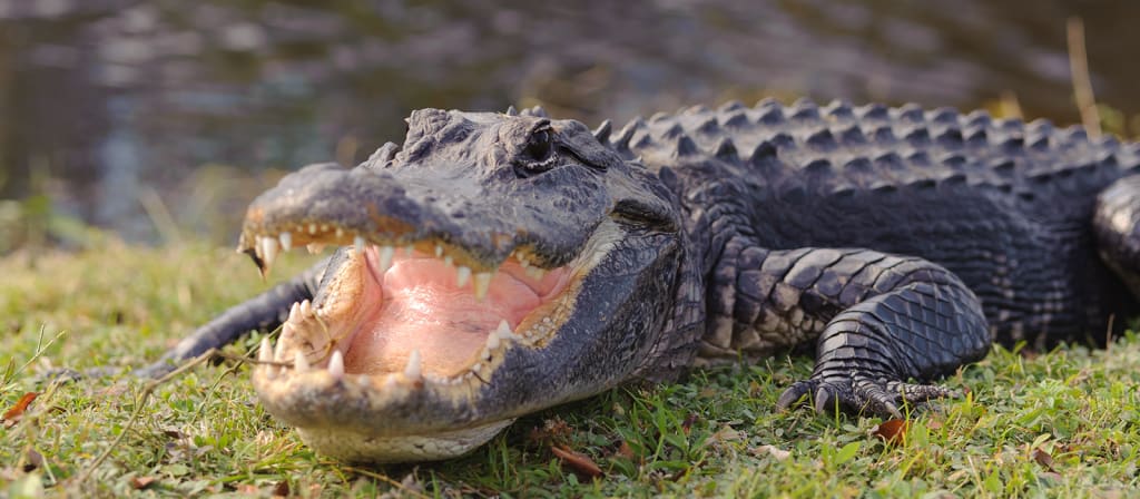 Alligators are the engineers of the wetlands | FIU News - Florida ...