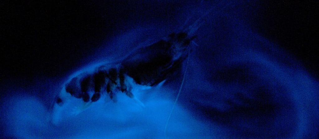 Deep-sea shrimp have evolved enhanced vision for the bioluminescent ...