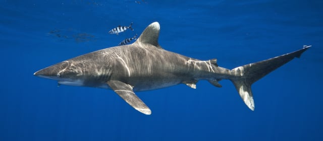 On the hunt for ‘the pupping ground’ | FIU News - Florida International ...