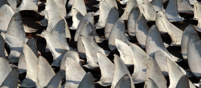 Two-thirds of species in global shark fin trade at risk of extinction ...