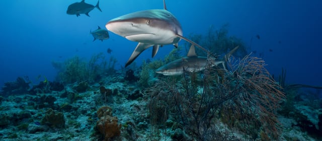 Sharks thrive in hot spots of prey | FIU News - Florida International ...
