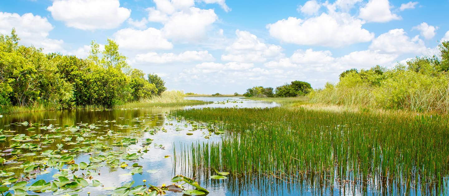 FIU experts available to discuss Everglades Restoration | FIU News ...