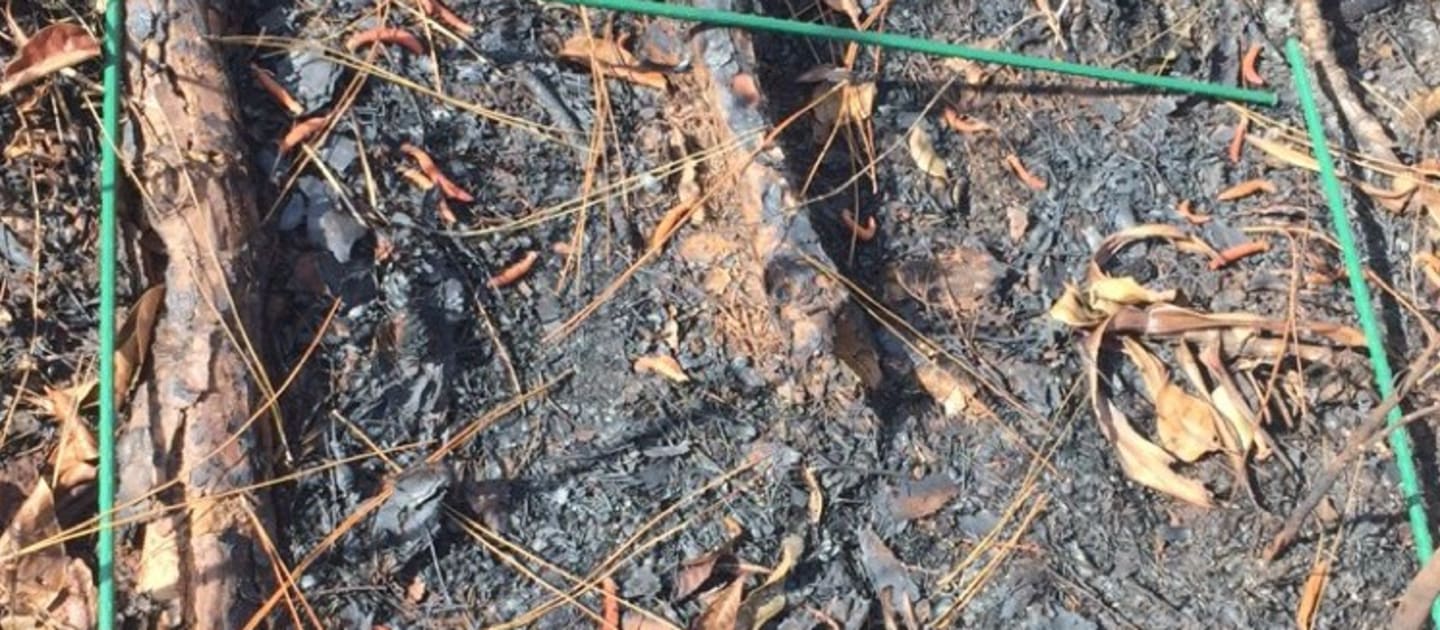 A little fire did a lot of good for microbes in FIU’s Nature Preserve ...
