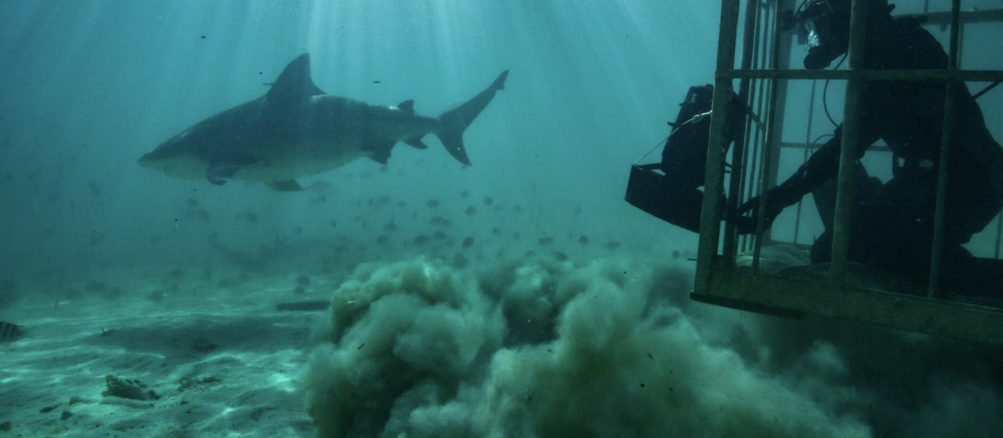 FIU scientists star in 5 new SharkFest shows on National Geographic ...