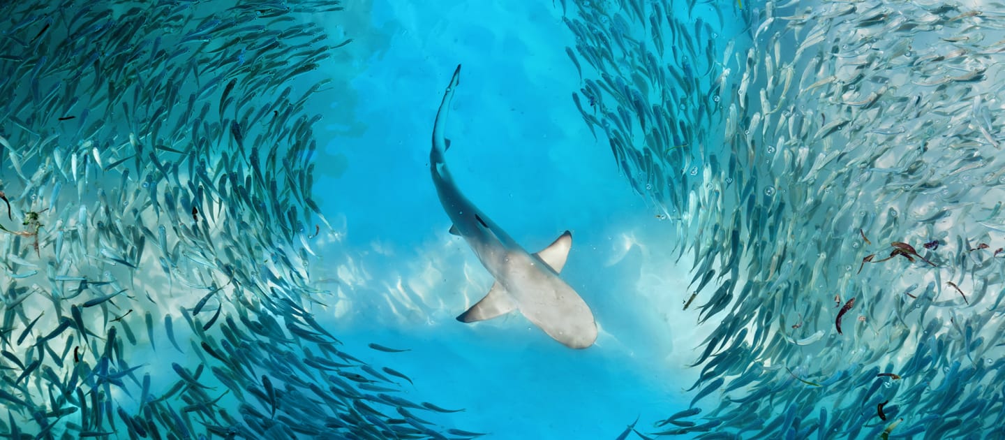 Fear of predators shapes entire ecosystems | FIU News - Florida ...