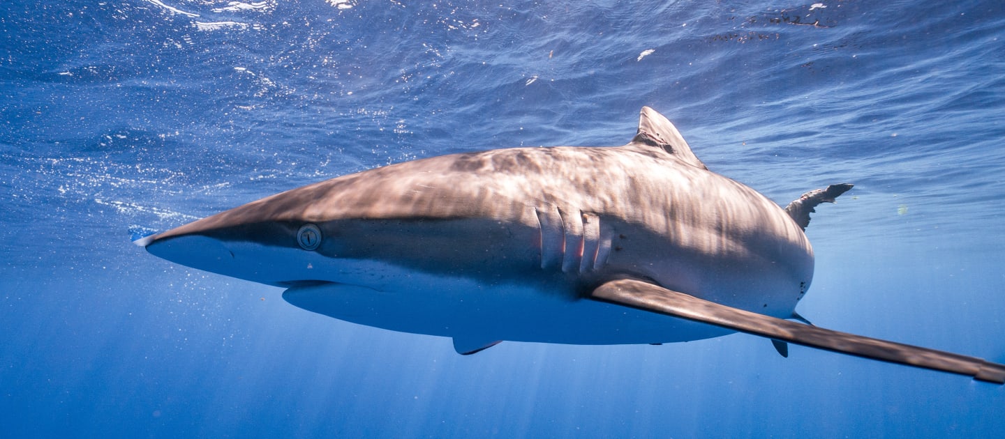 Silky sharks find hope in Atlantic, remain targets in Indo-Pacific ...