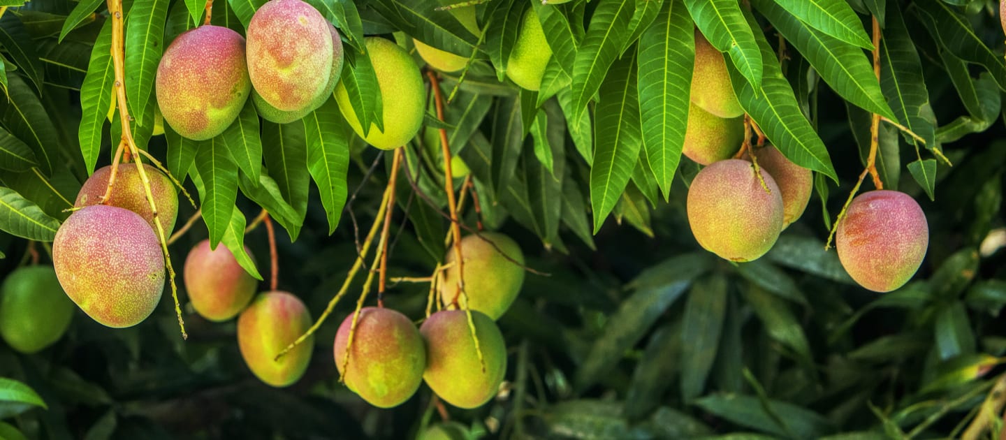 The world’s most unwanted plants help trees make more fruit | FIU News ...