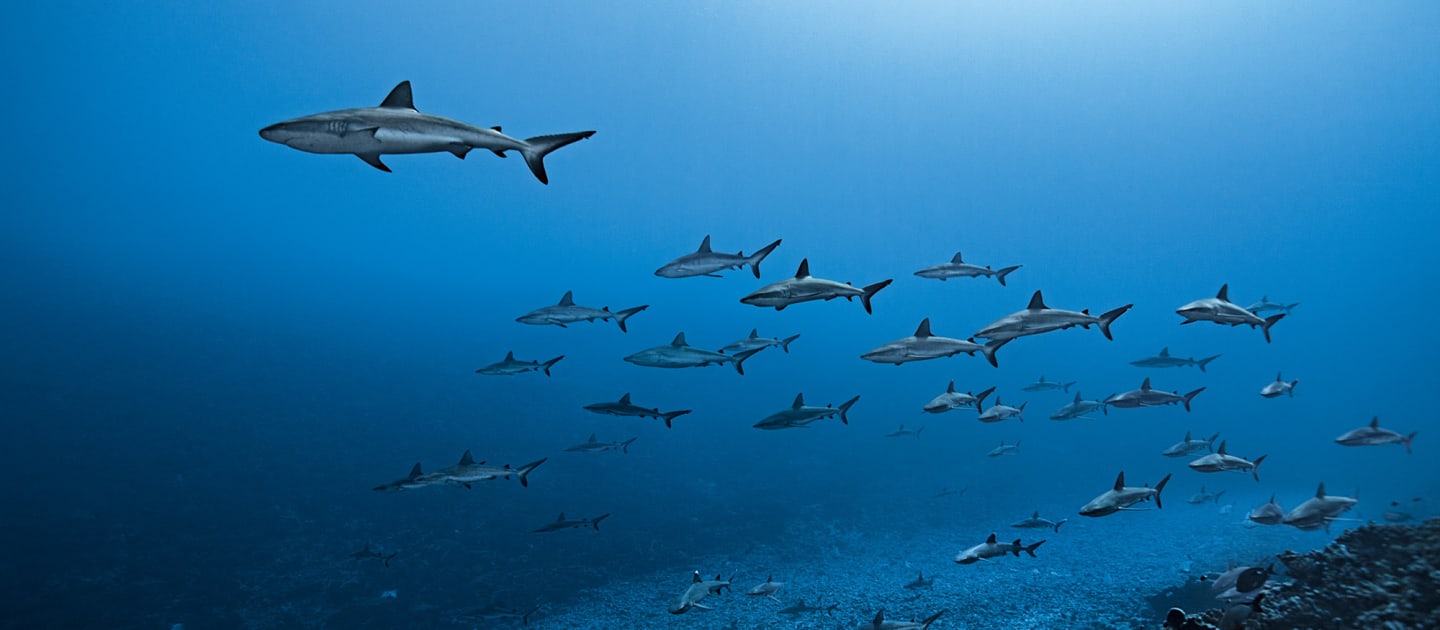 When sharks need a power nap, they go surfing | FIU News - Florida ...