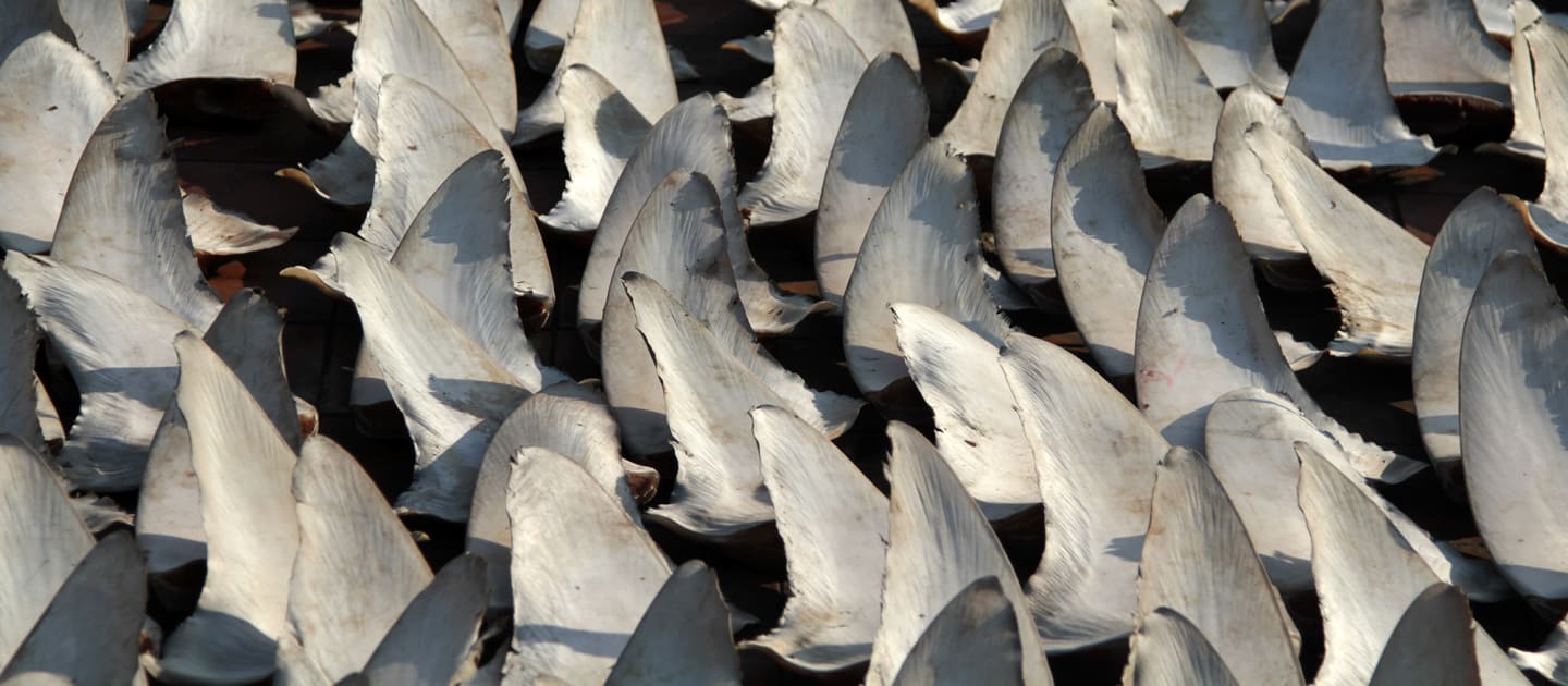 Two-thirds of species in global shark fin trade at risk of extinction ...