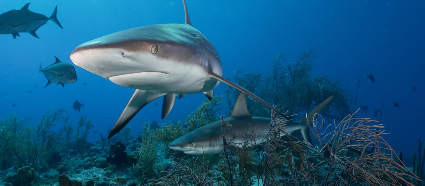 Reef sharks are at much higher risk of extinction than previously ...
