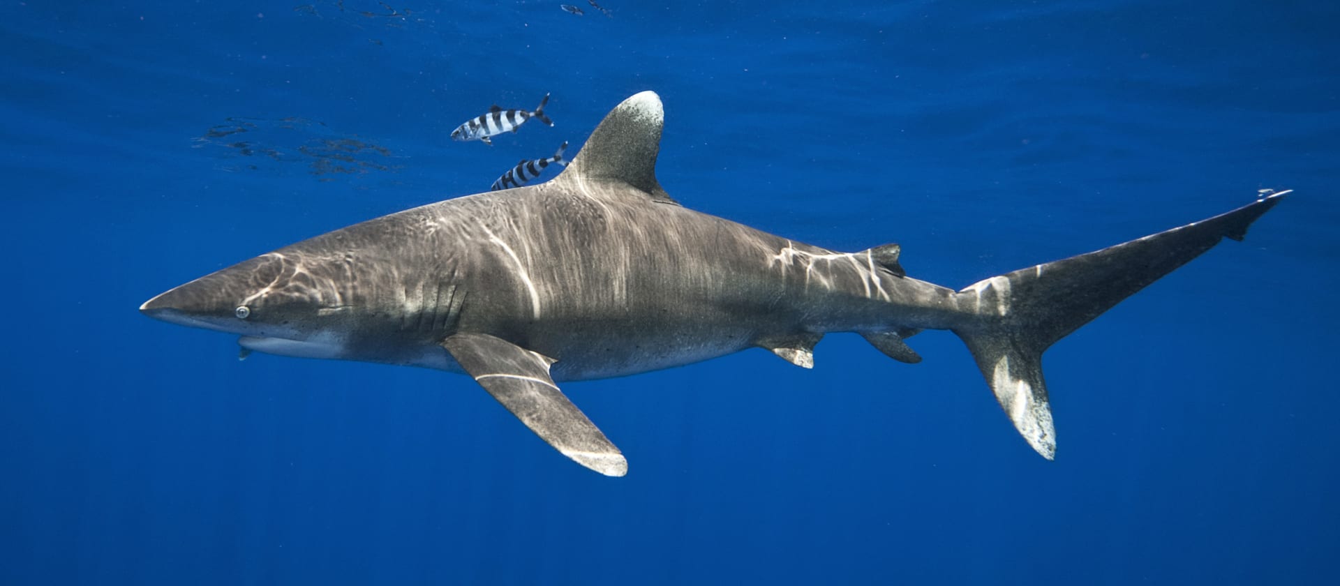 On the hunt for ‘the pupping ground’ | FIU News - Florida International ...