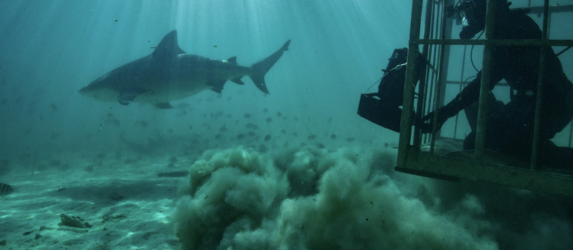 FIU scientists star in 5 new SharkFest shows on National Geographic ...