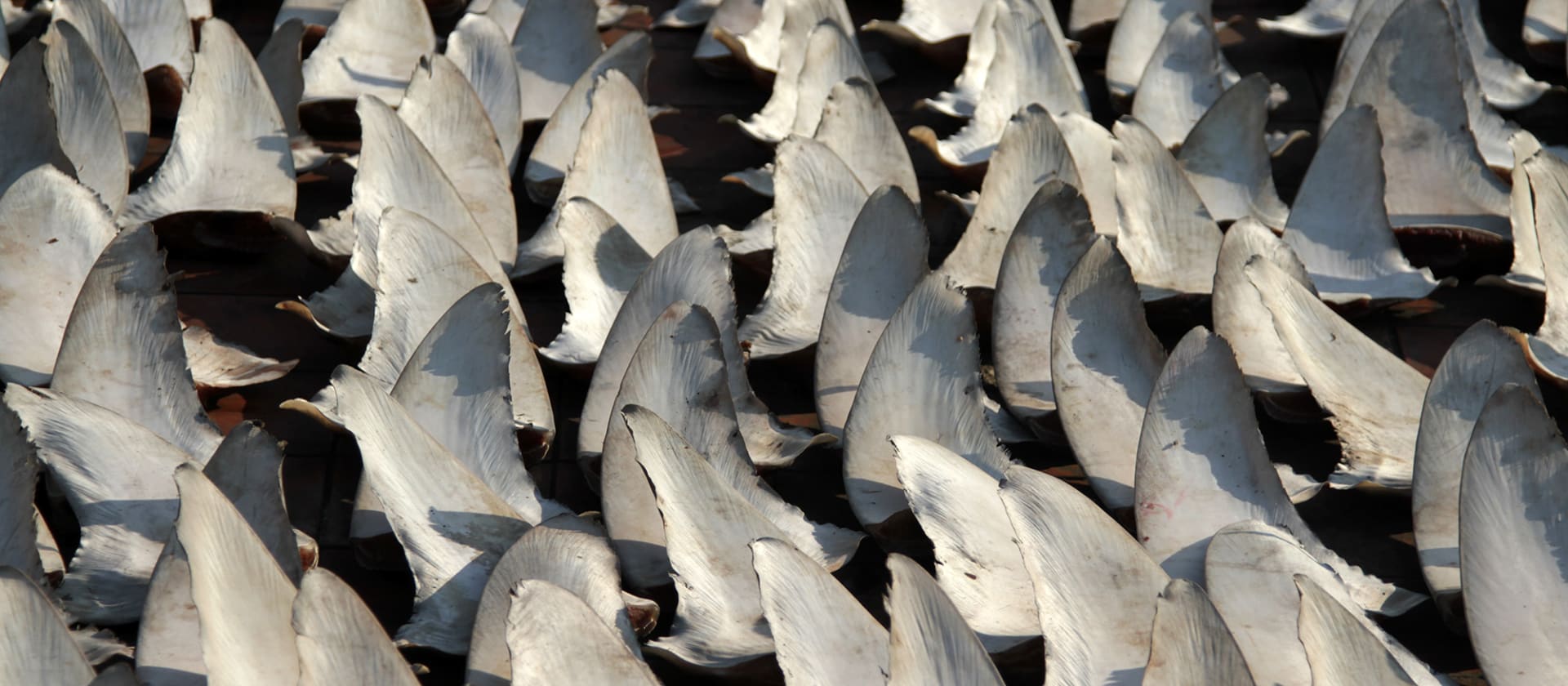 Tracking marine animals—dead and alive—is crucial to conservation | FIU ...