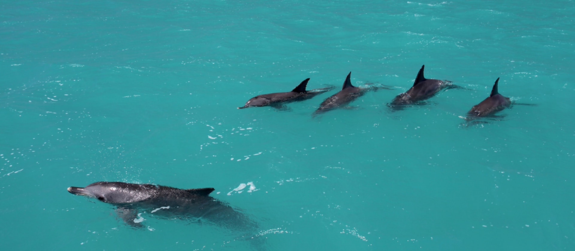 New discovery means dolphins form largest social network outside of ...