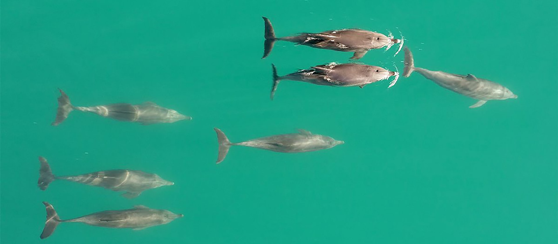 Dolphins can bond from a distance, and that means more dolphin babies ...